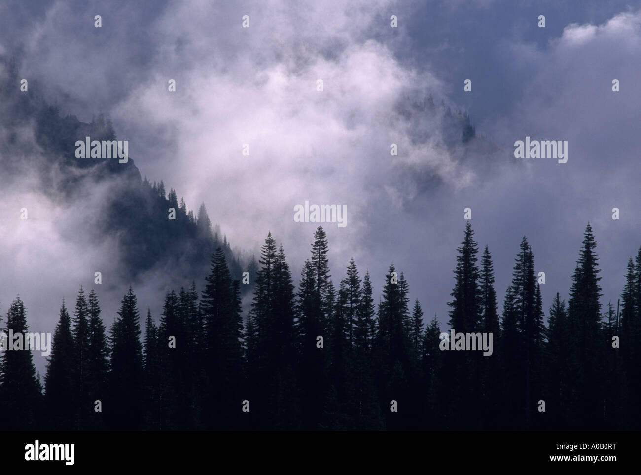 Clearing storm on the ridges in Stevens Canyon in Mount Rainier ...
