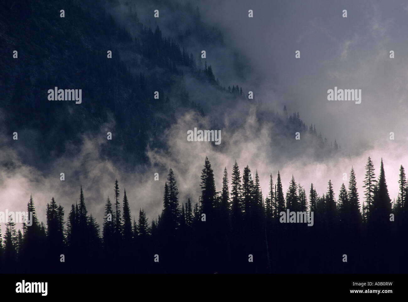 Clearing storm on the ridges in Stevens Canyon, Mount Rainier National ...