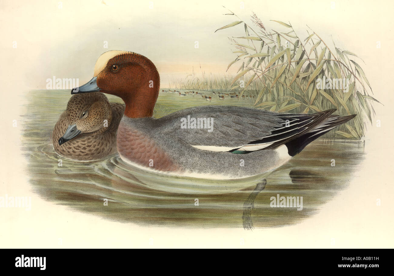 Eurasian widgeon duck hi-res stock photography and images - Alamy