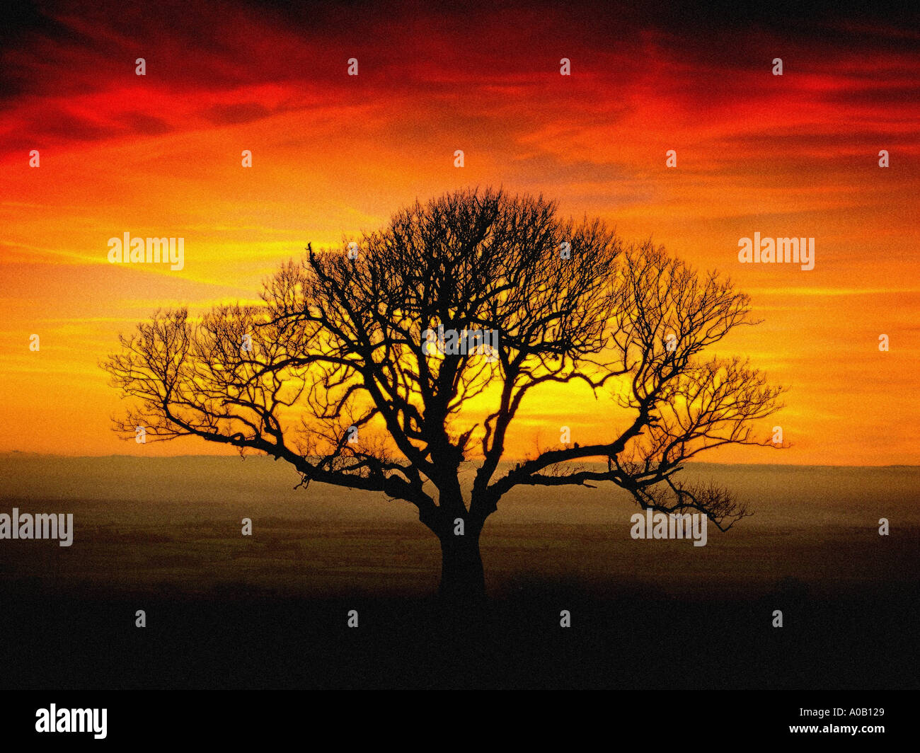 Orange red tree hi-res stock photography and images - Alamy