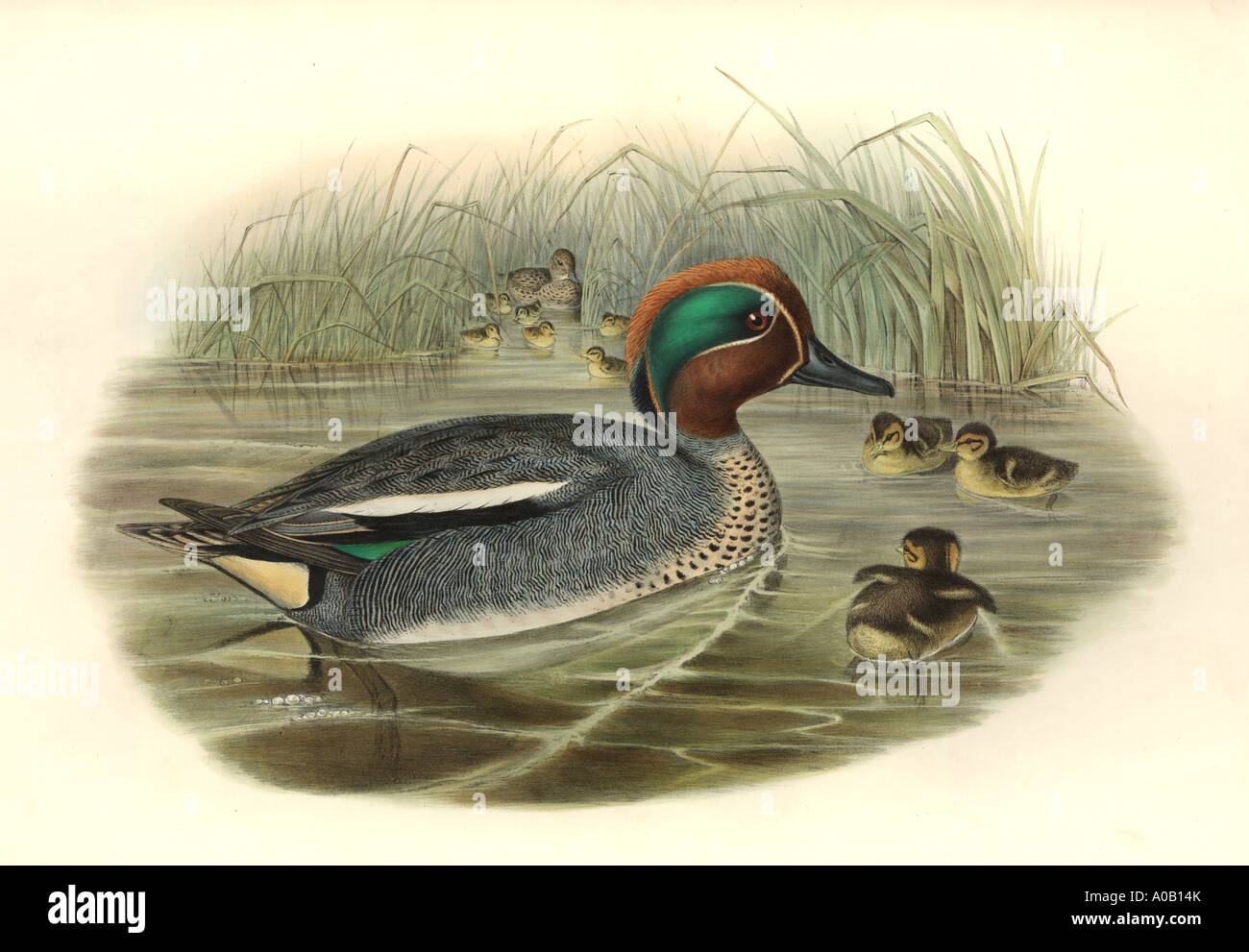 Anas family hi-res stock photography and images - Alamy