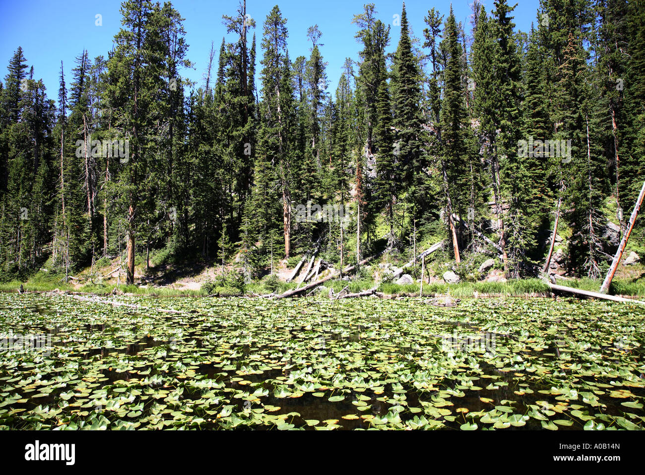 Isa lake yellowstone hi-res stock photography and images - Alamy