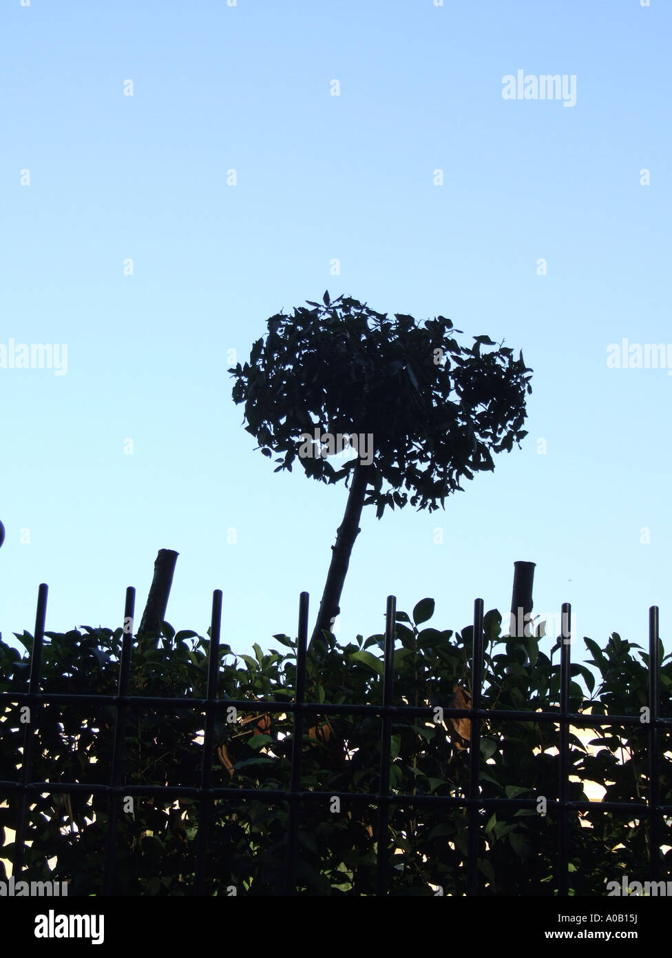 one bush and blue sky Stock Photo - Alamy