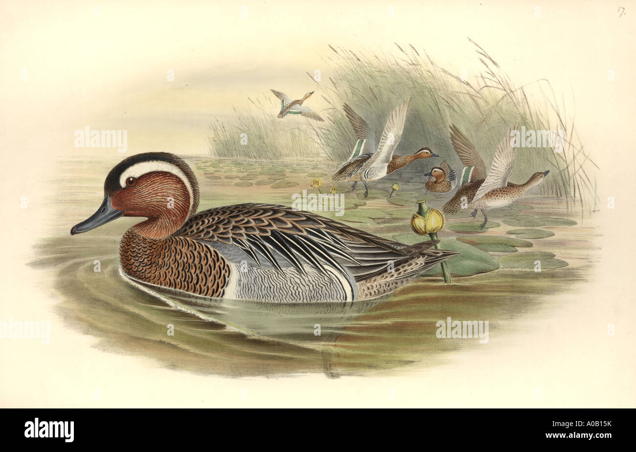 Garganey duck flying hi-res stock photography and images - Alamy