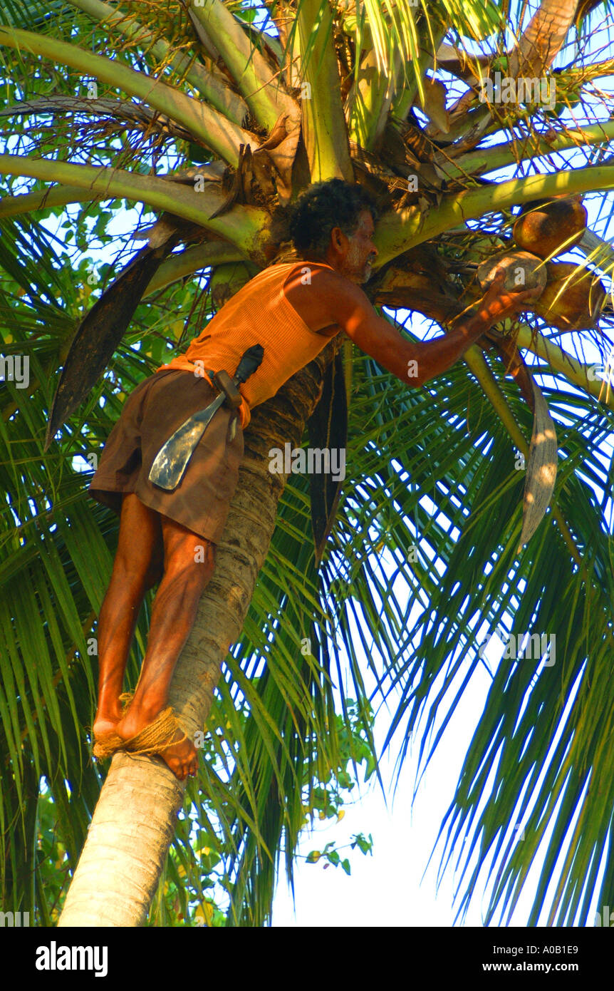 Indian worker coconut tree hi-res stock photography and images - Alamy