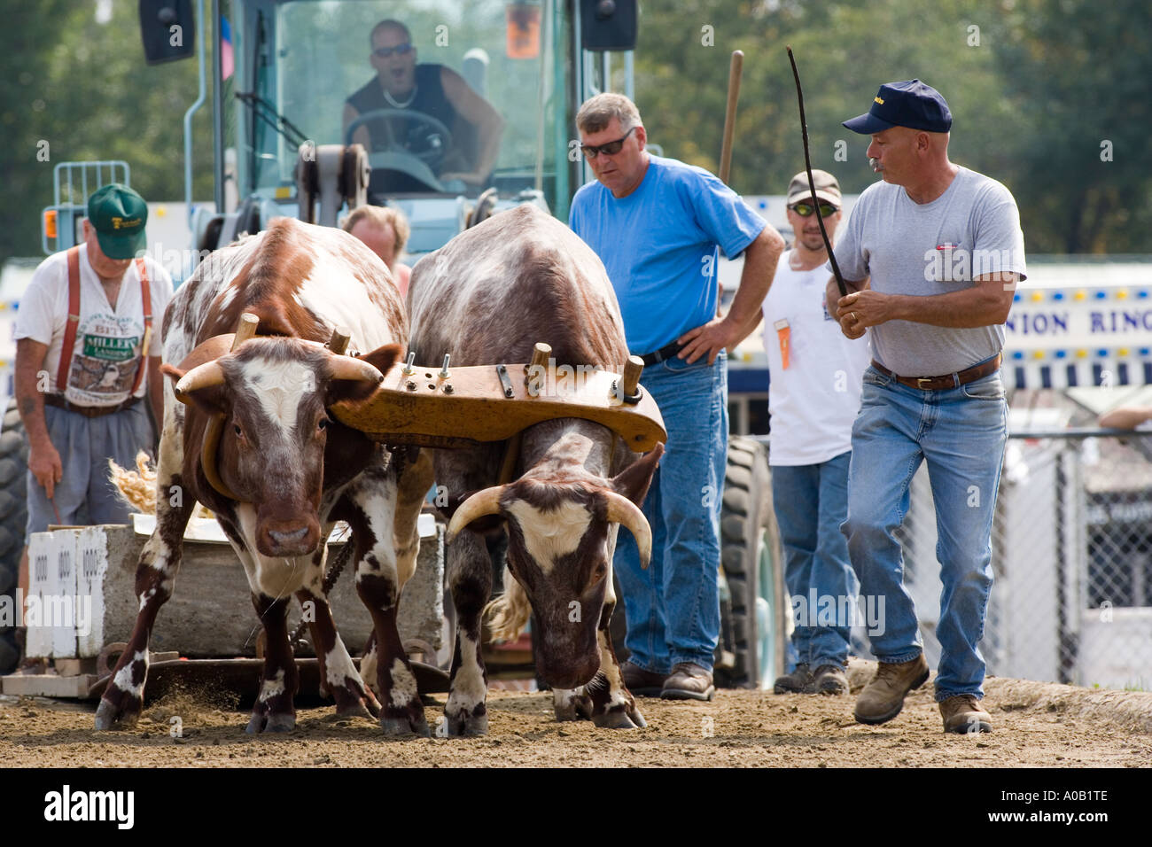 Oxen pull hi-res stock photography and images - Alamy