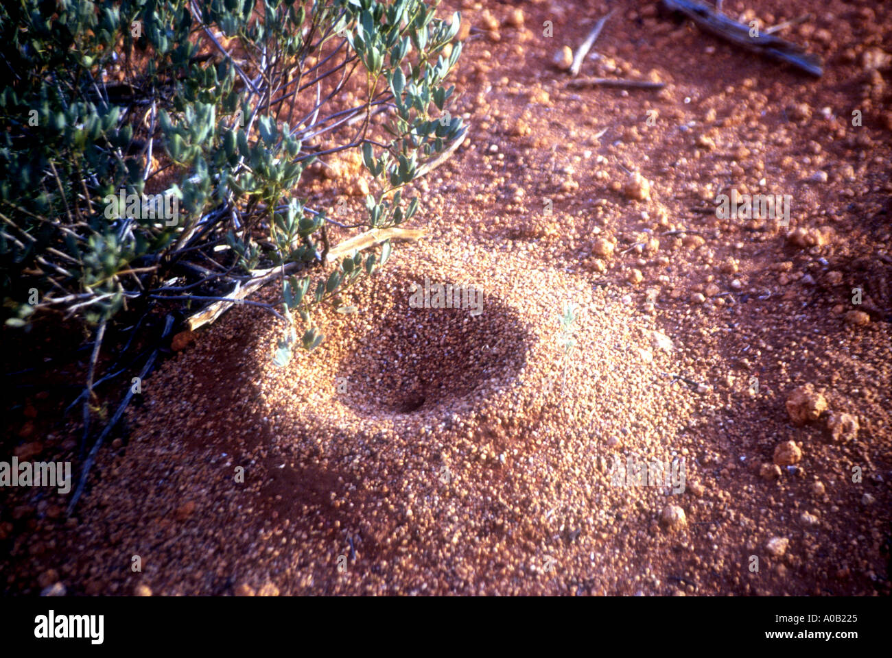 Ant hill in Northern Territories Australia Stock Photo - Alamy