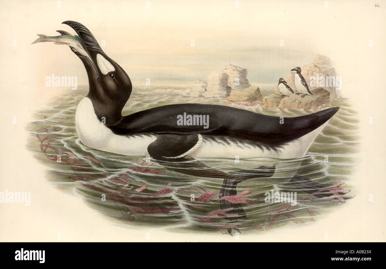 Pinguinus impennis great auk Stock Photo - Alamy