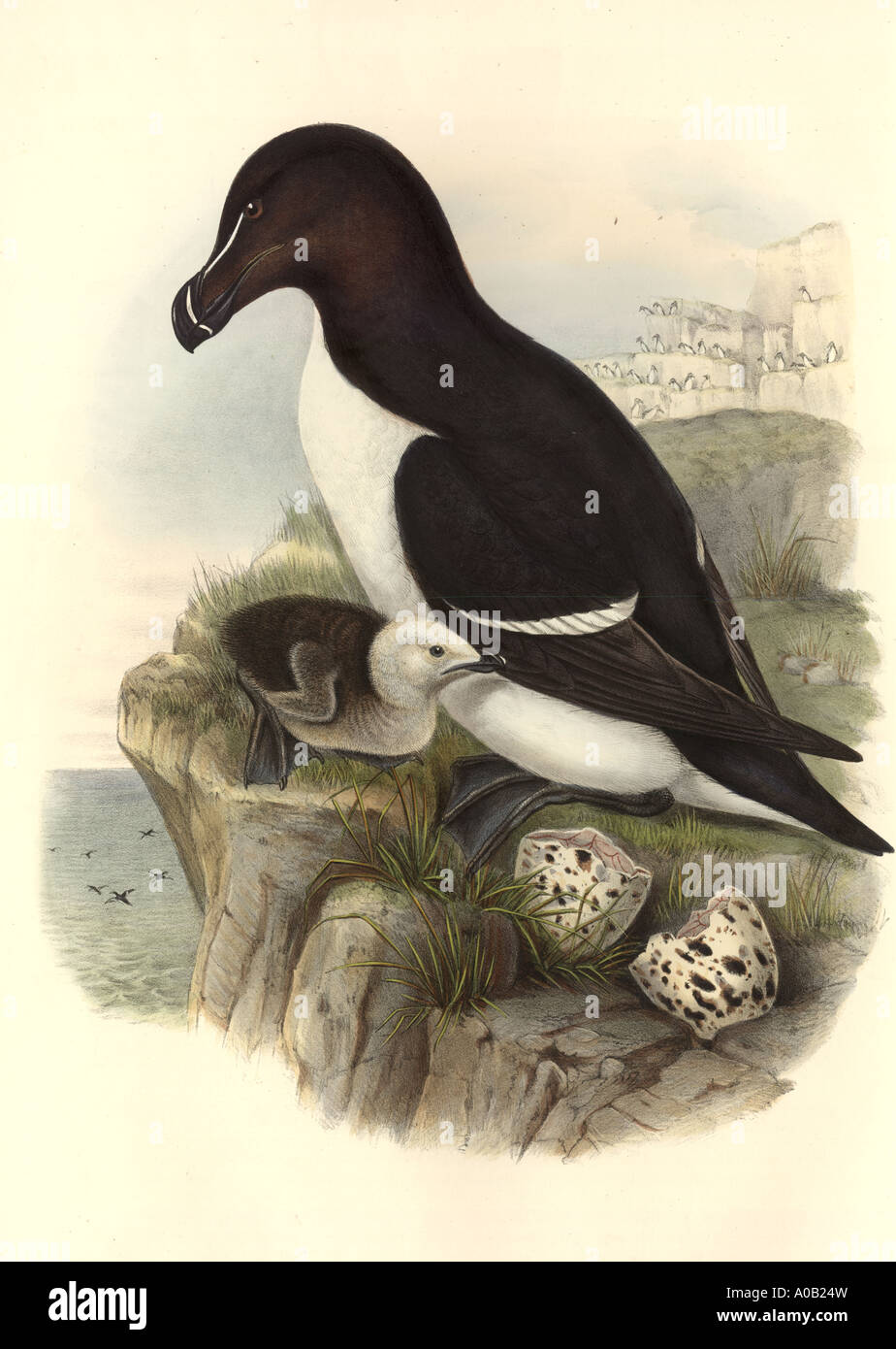 Razorbill egg hi-res stock photography and images - Alamy
