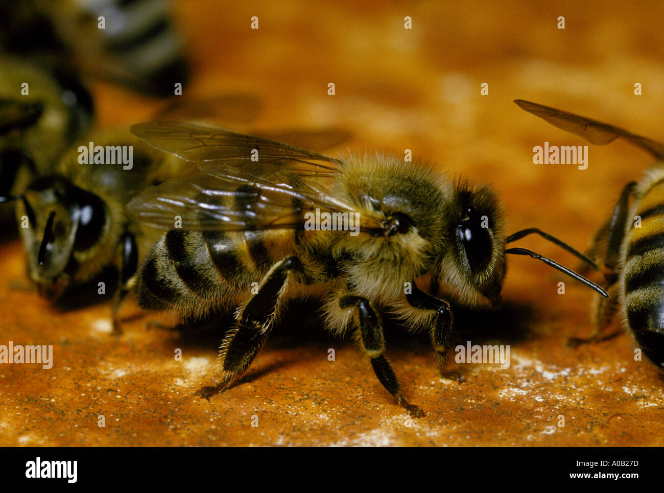 Honey Bee Apis Mellifera in Bee County Texas Stock Photo - Alamy