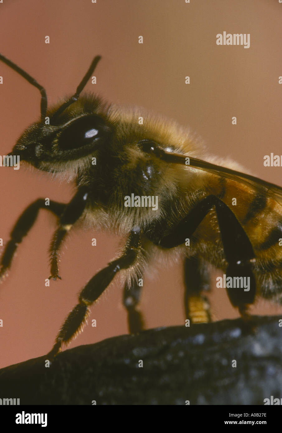 Apis mellifera apidae swarm hi-res stock photography and images - Alamy