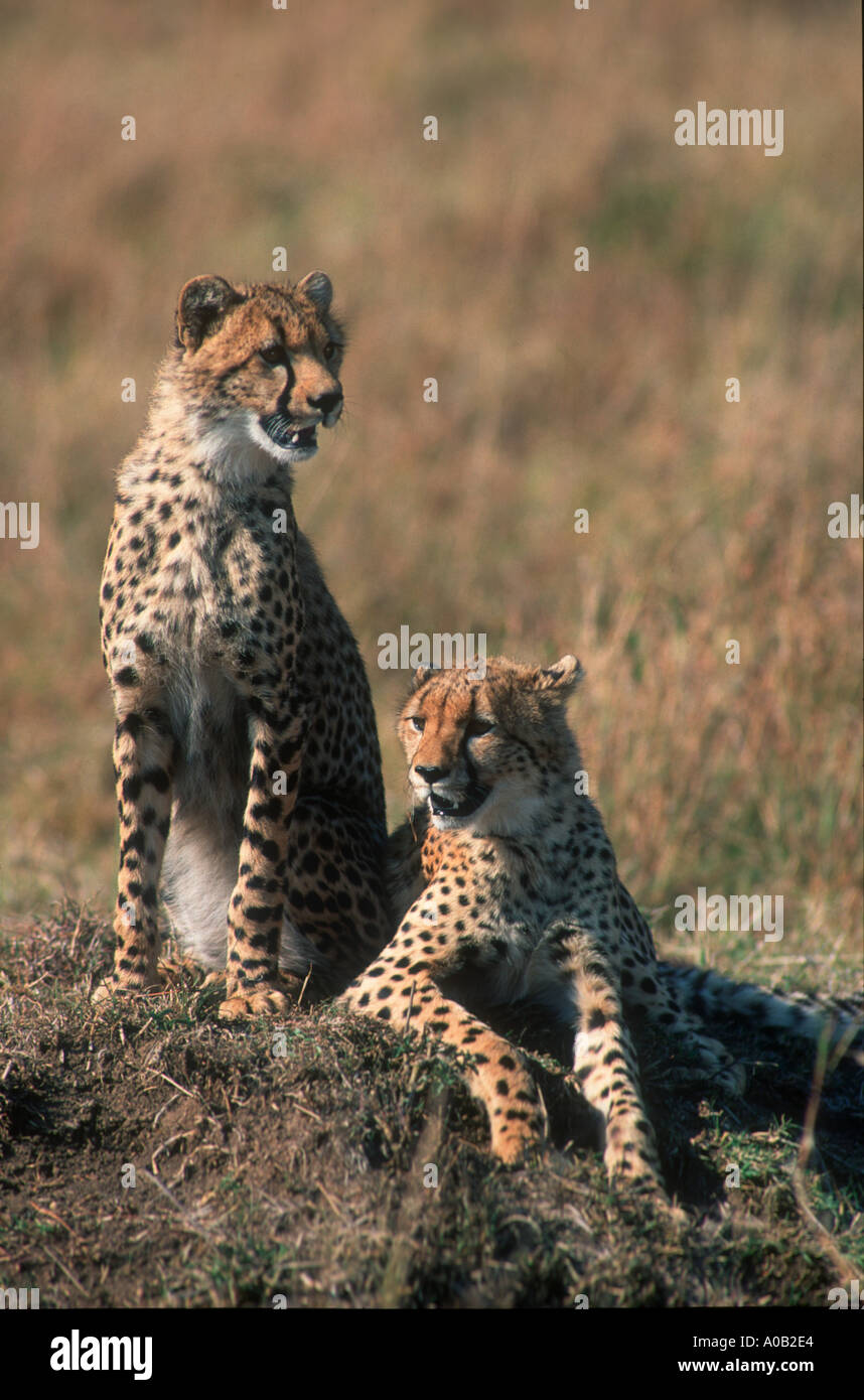 Two cheetah cubs Stock Photo - Alamy