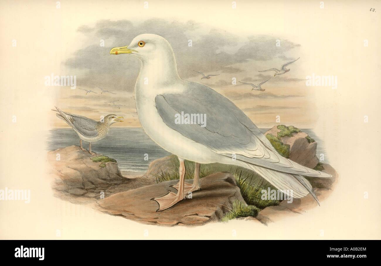 Larus glaucoides Iceland gull Stock Photo - Alamy