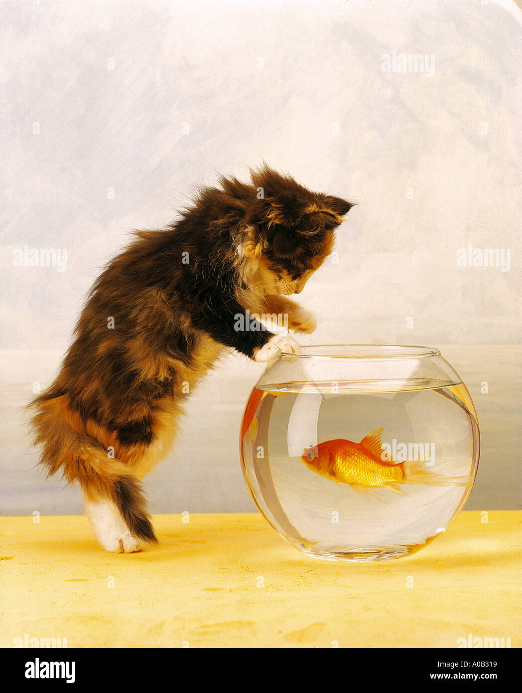 cat and fish Stock Photo - Alamy