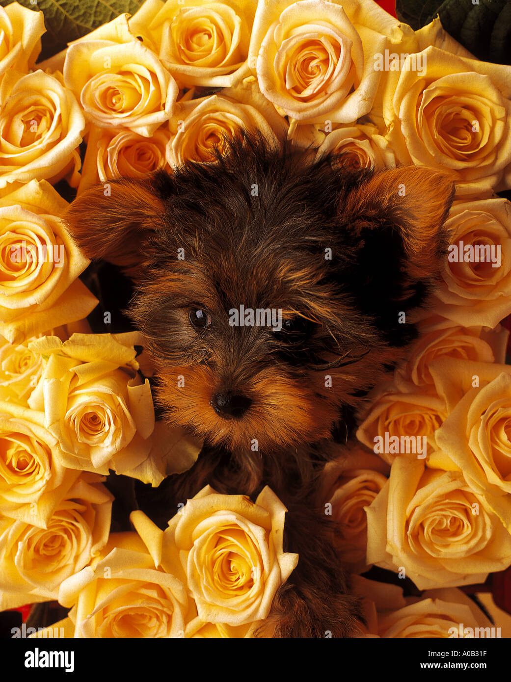 Puppies and kittens outside hi-res stock photography and images - Alamy