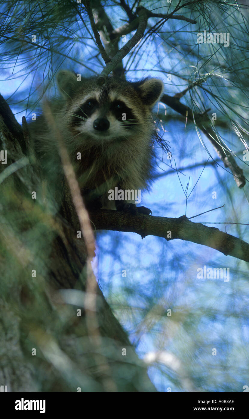 Mother racoon hi-res stock photography and images - Alamy