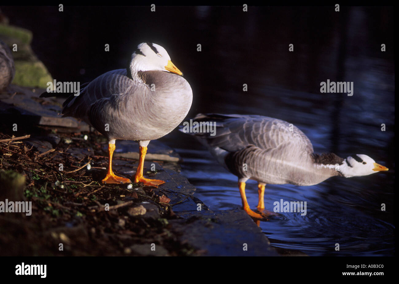 Bar Head Geese Stock Photo - Alamy