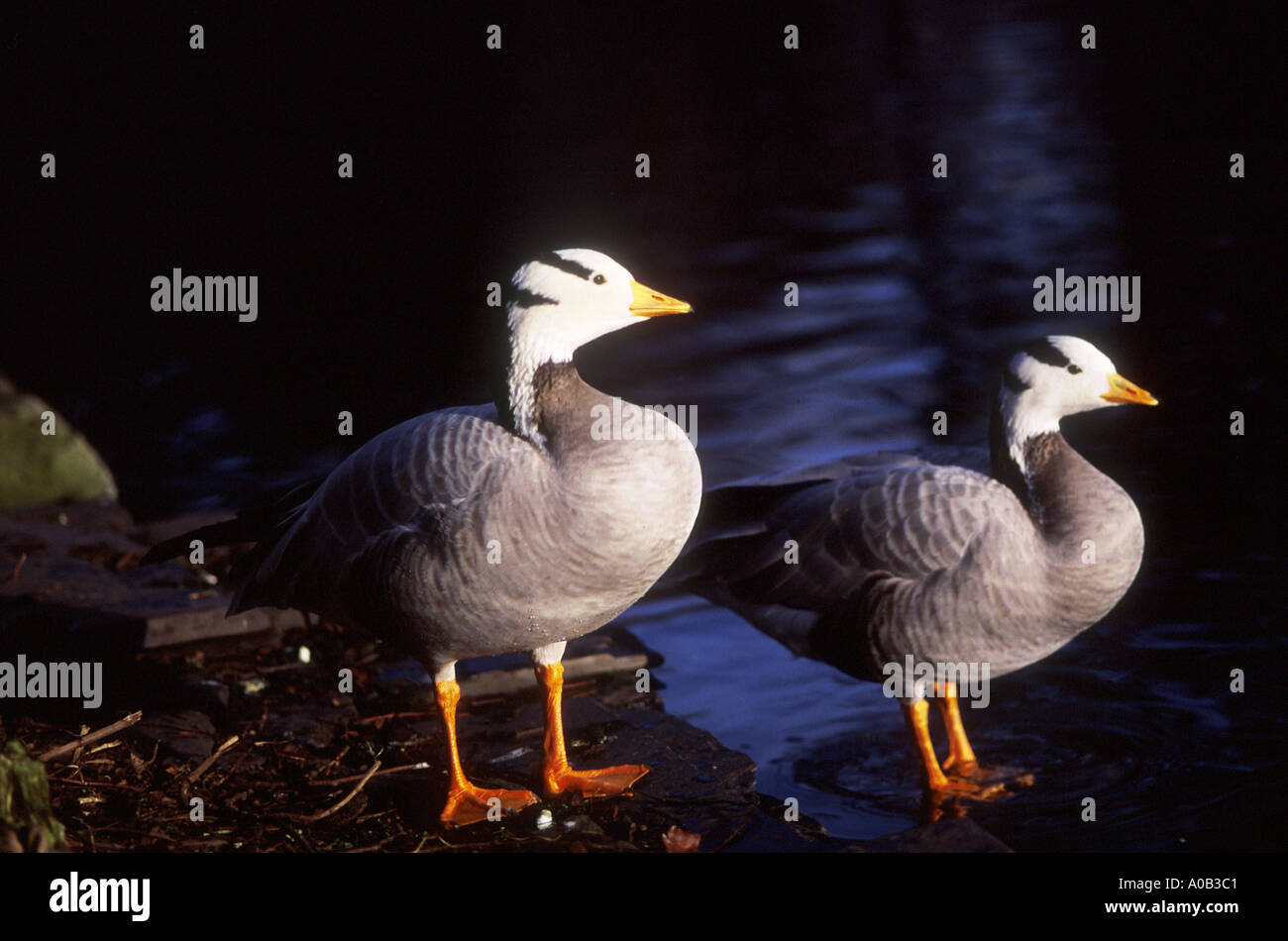 Bar head hi-res stock photography and images - Alamy