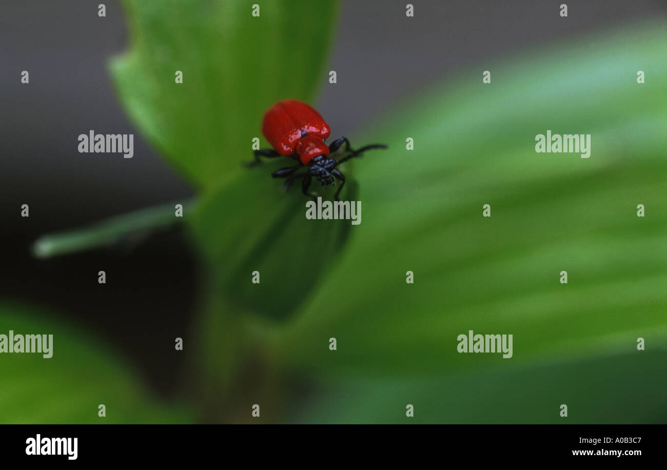 Red Lily Beetle Stock Photo - Alamy