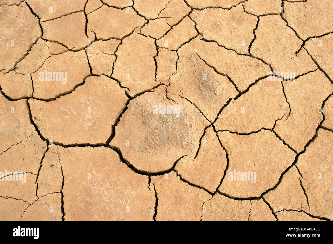cracked salt clay in Wood Buffalo National Park Alberta Canada Stock ...