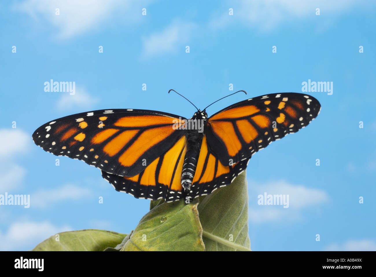 Monarch butterfly open wings on leaf with sky Stock Photo - Alamy