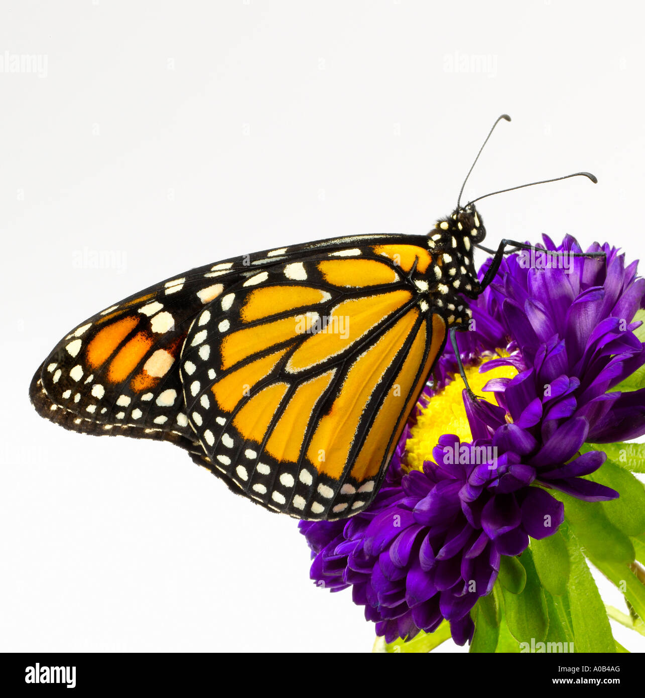 Monarch butterfly on flower Stock Photo - Alamy
