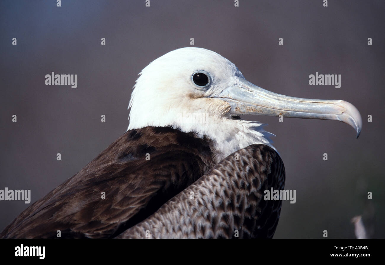 Female Frigate Bird Stock Photo - Alamy