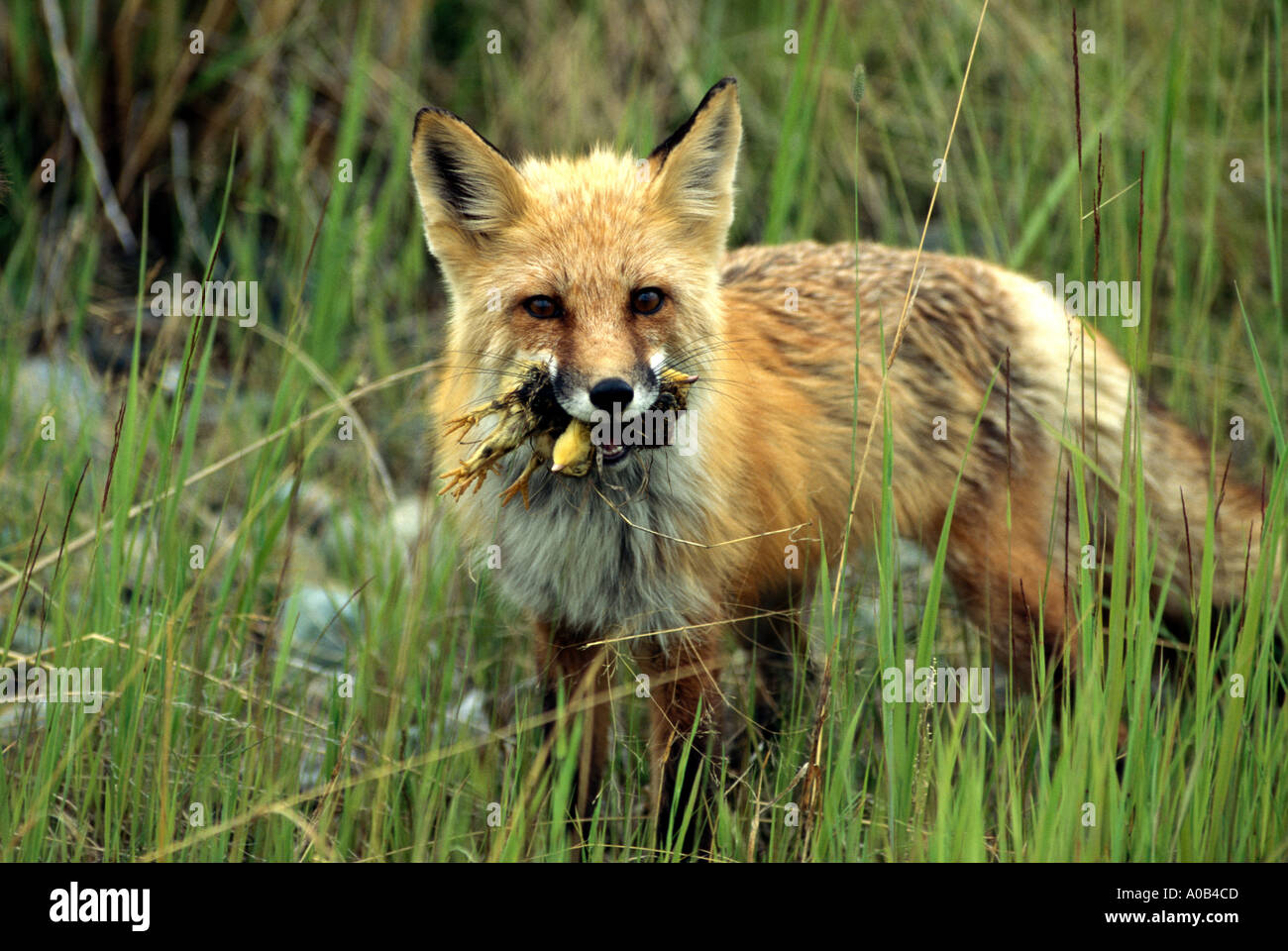 Fox with prey Stock Photo - Alamy