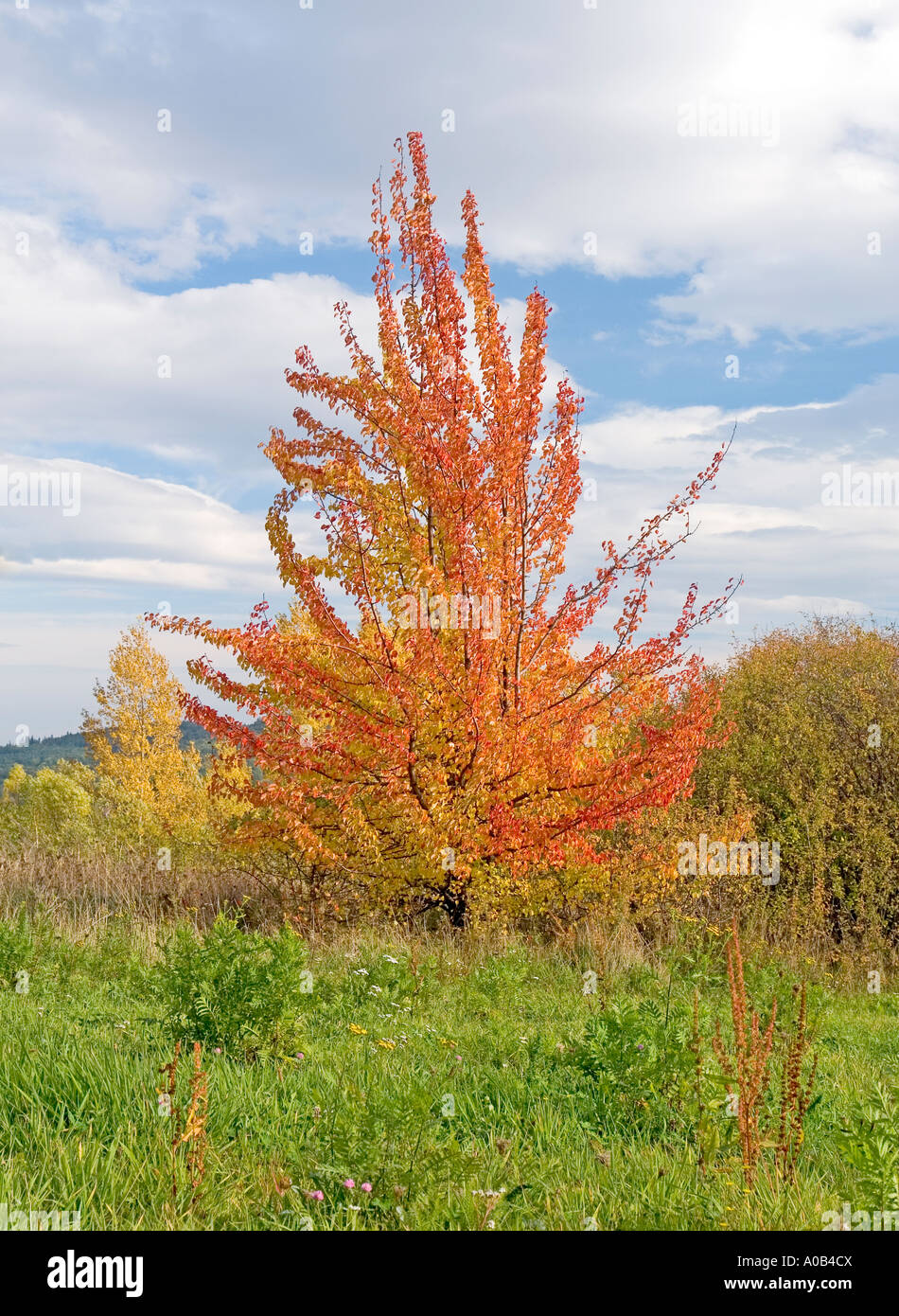 Pear tree turning red in autumn Pirus communis Stock Photo - Alamy