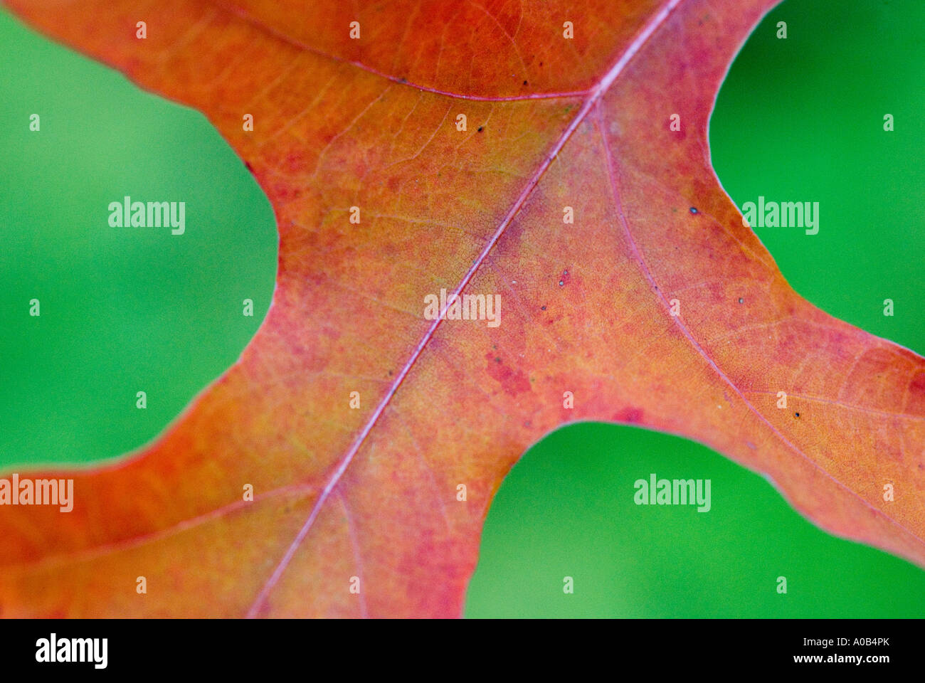 Pin oak tree leaf turning red in autumn Quercus palustris Stock Photo ...
