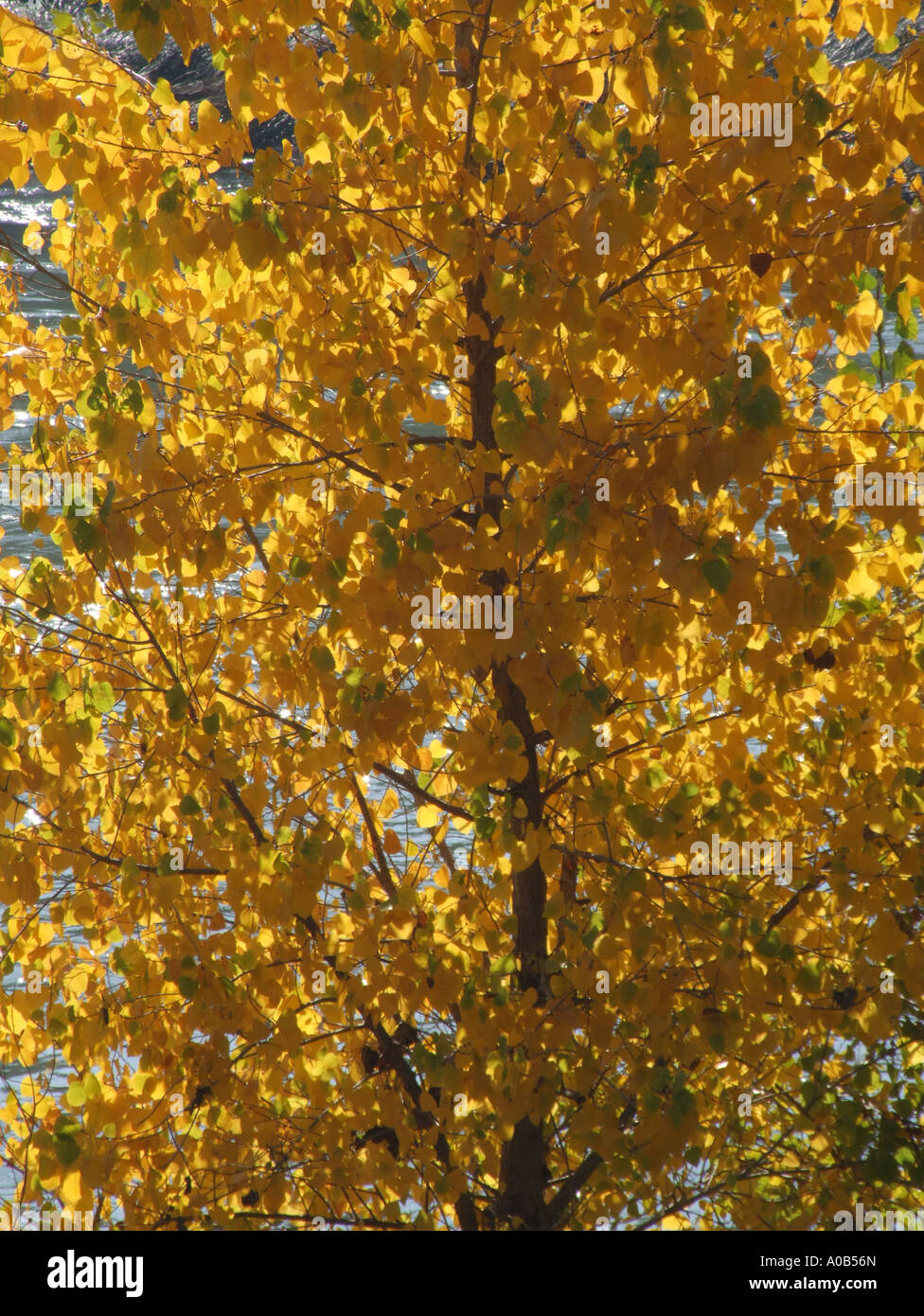 tree with golden yellow autumn leaves by river Stock Photo - Alamy