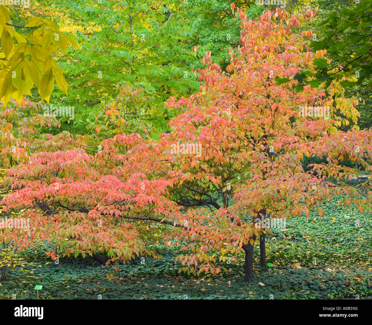 Tree turning red in autumn Stock Photo - Alamy