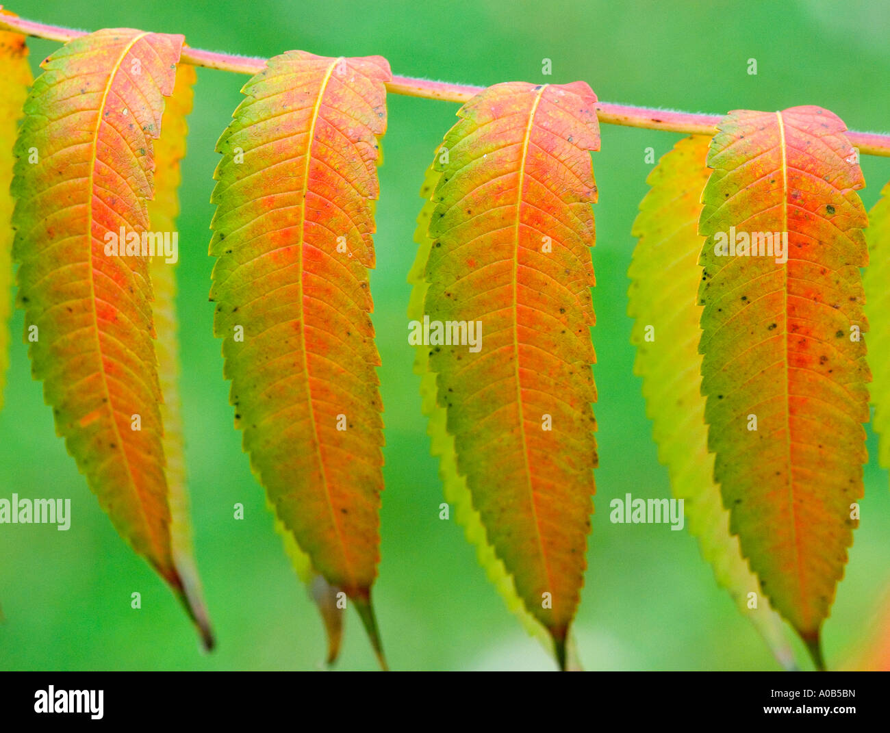 Staghorn sumac leaf in autumn Rhus typhina Stock Photo - Alamy