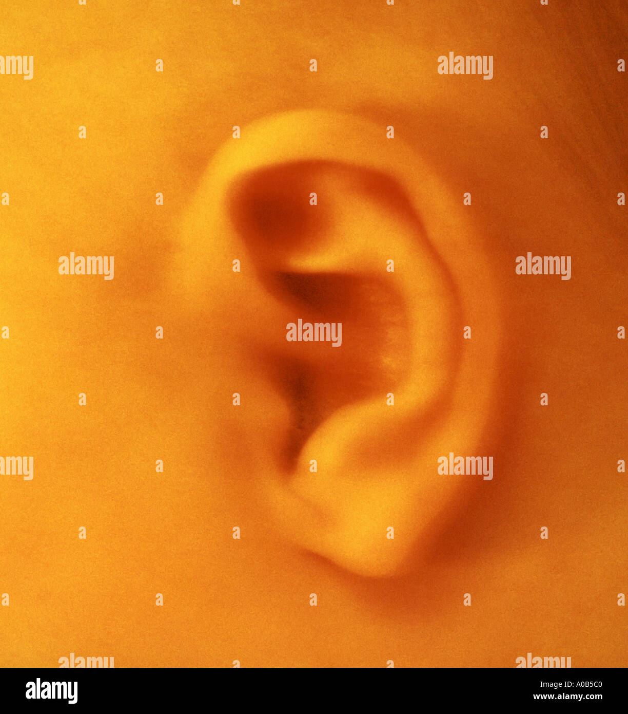 All ear hi-res stock photography and images - Alamy