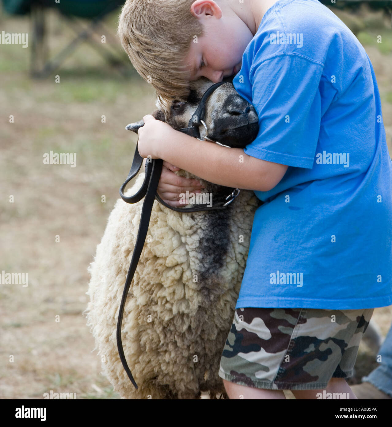 Caucasian boy showing sheep at county fair Stock Photo - Alamy