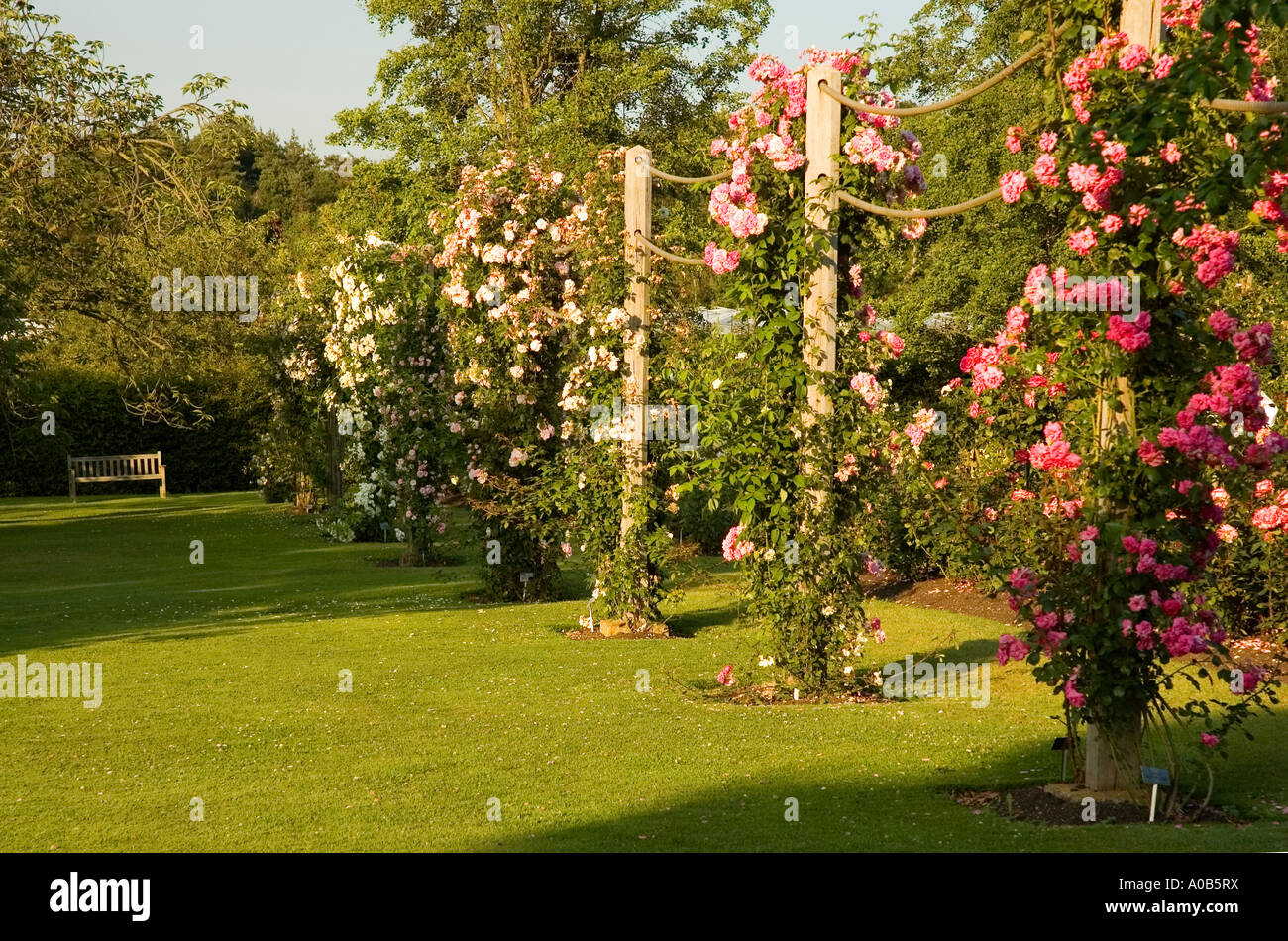 WISLEY GARDENS ROSE GARDEN ENGLAND Stock Photo - Alamy