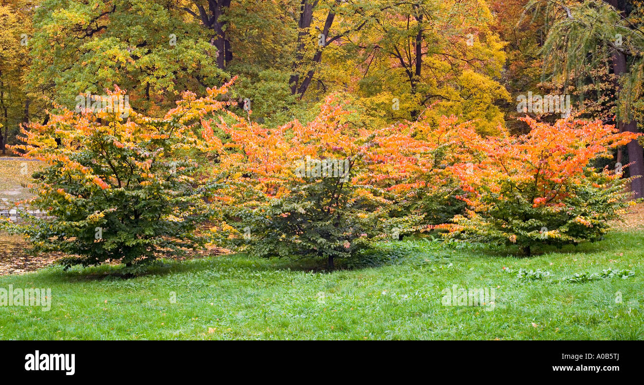 Young beech trees in autumn Fagus sylvatica Stock Photo - Alamy