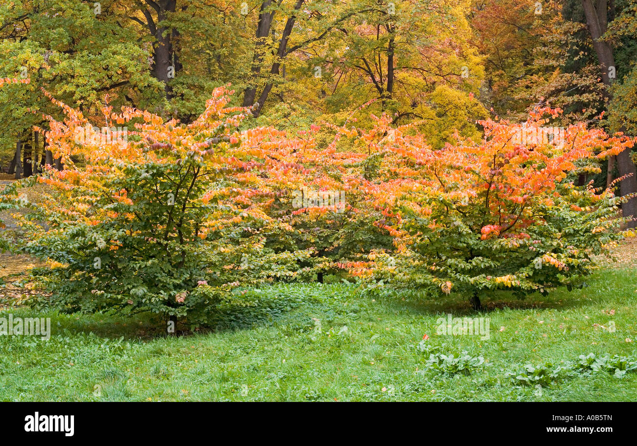 Young beech trees in autumn Fagus sylvatica Stock Photo - Alamy