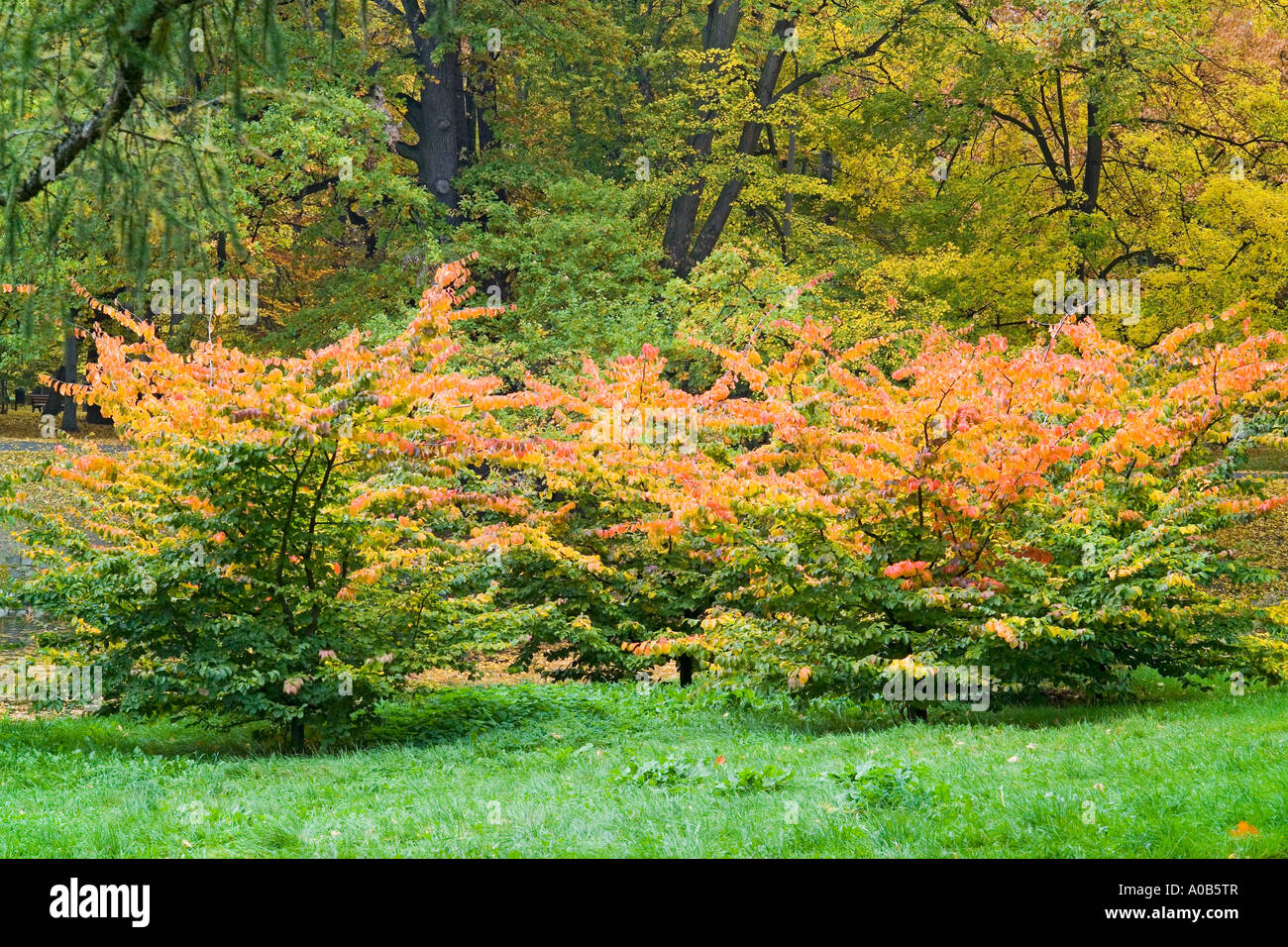 Young beech trees in autumn Fagus sylvatica Stock Photo - Alamy