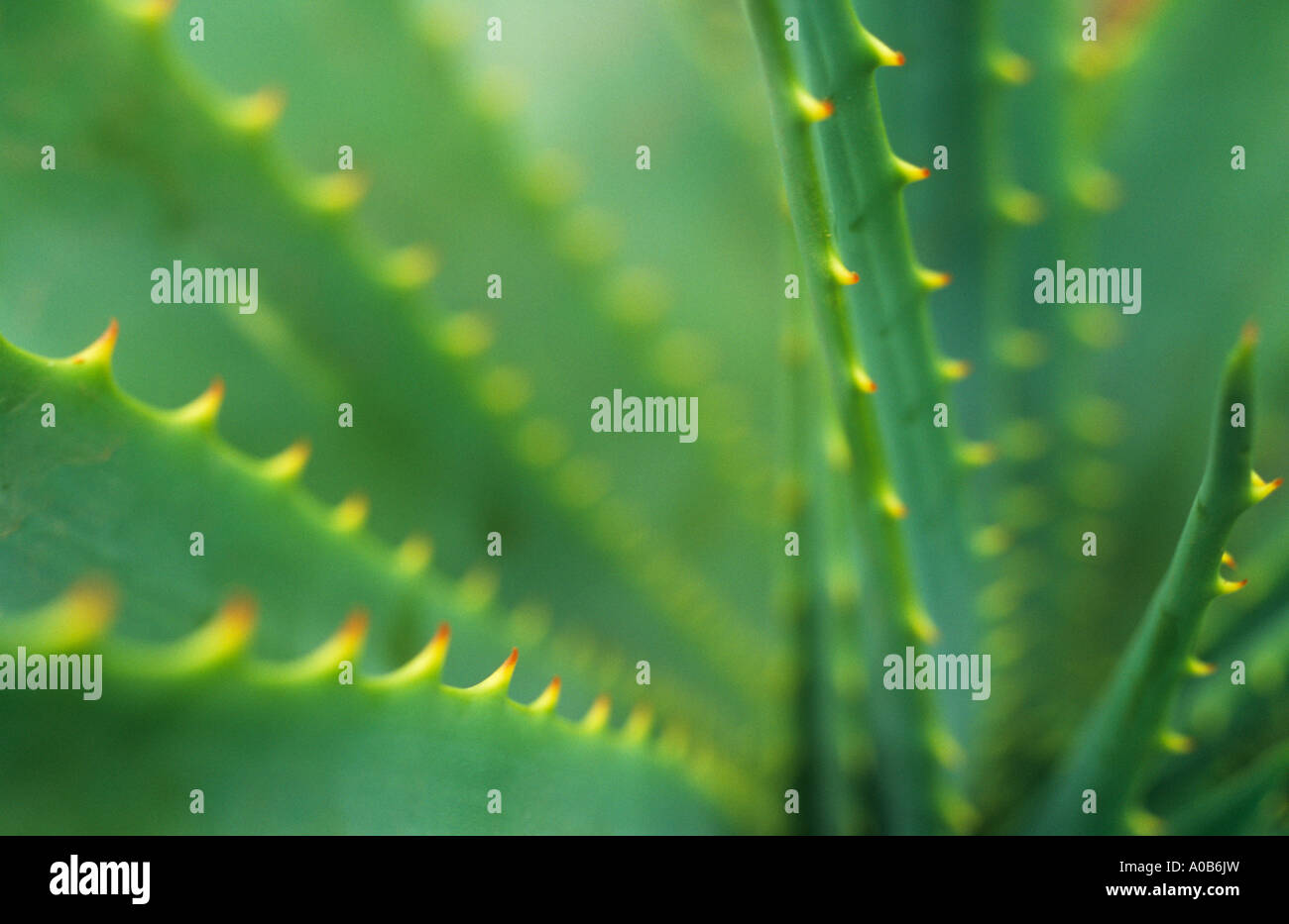 Close up of the thick succulent stems of Aloe mutabilis showing yellow ...