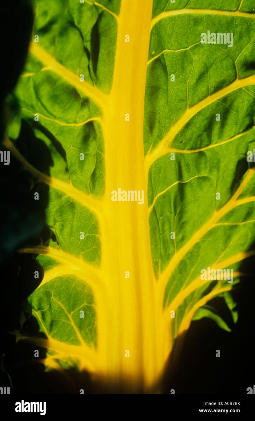 Close up spinach leaves veins hi-res stock photography and images - Alamy