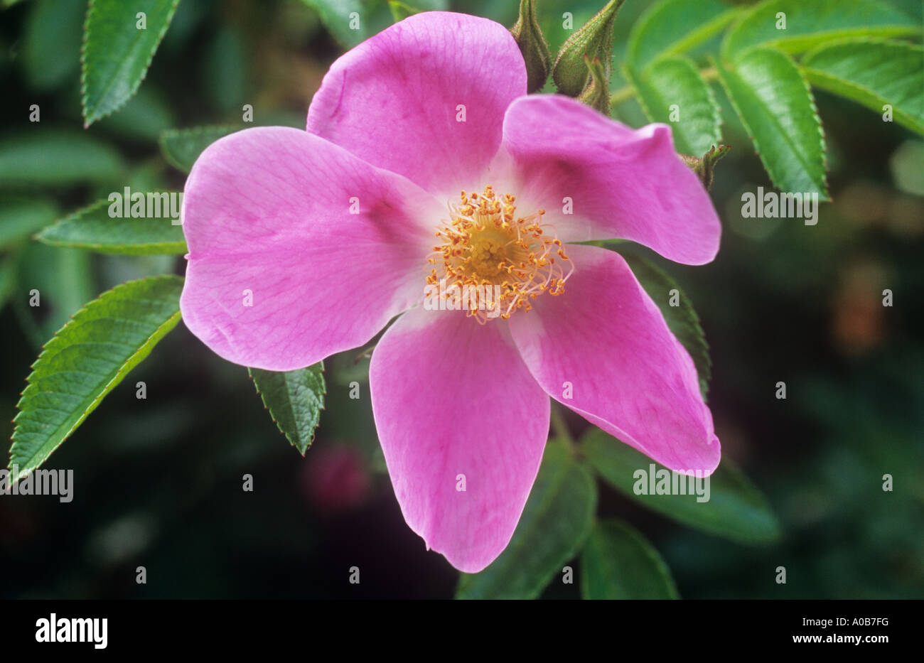 Pure light pink perfect rose hi-res stock photography and images - Alamy