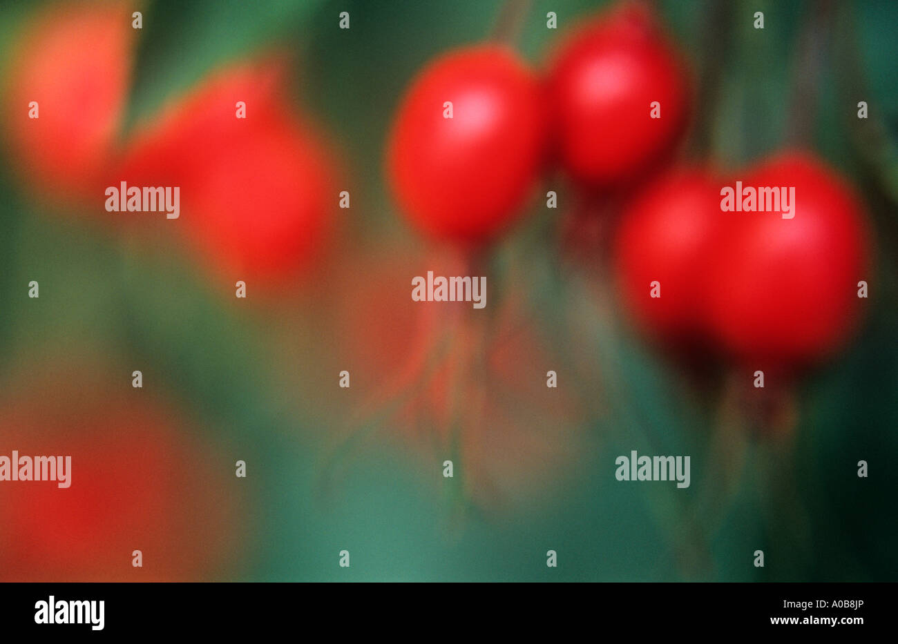 Impressionistic close up of bright red fruit of Harsh downy rose or ...