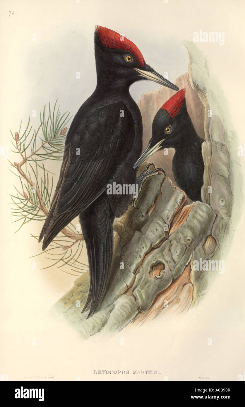 Drycocopus hi-res stock photography and images - Alamy