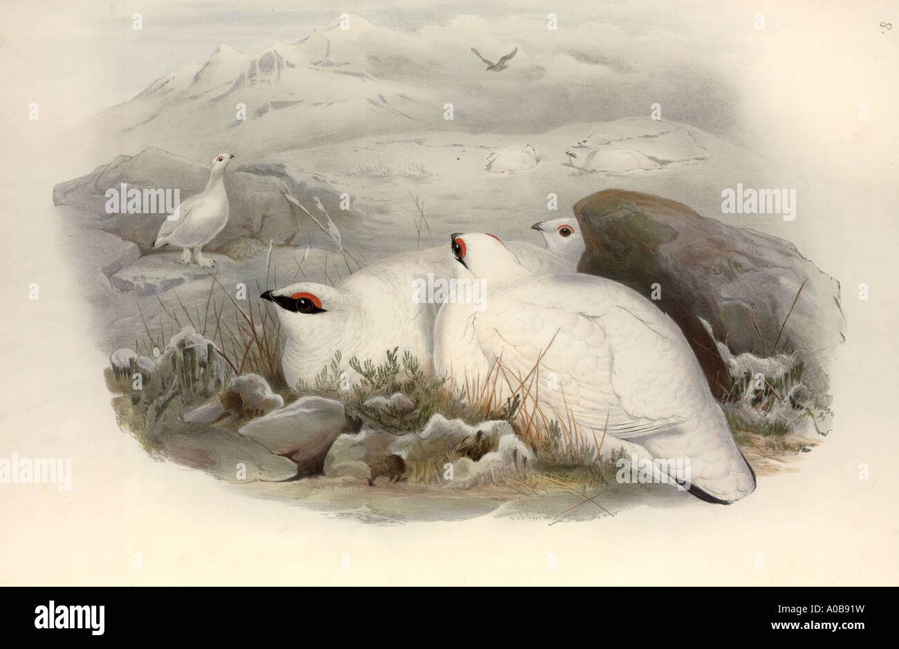 Great muta hi-res stock photography and images - Alamy