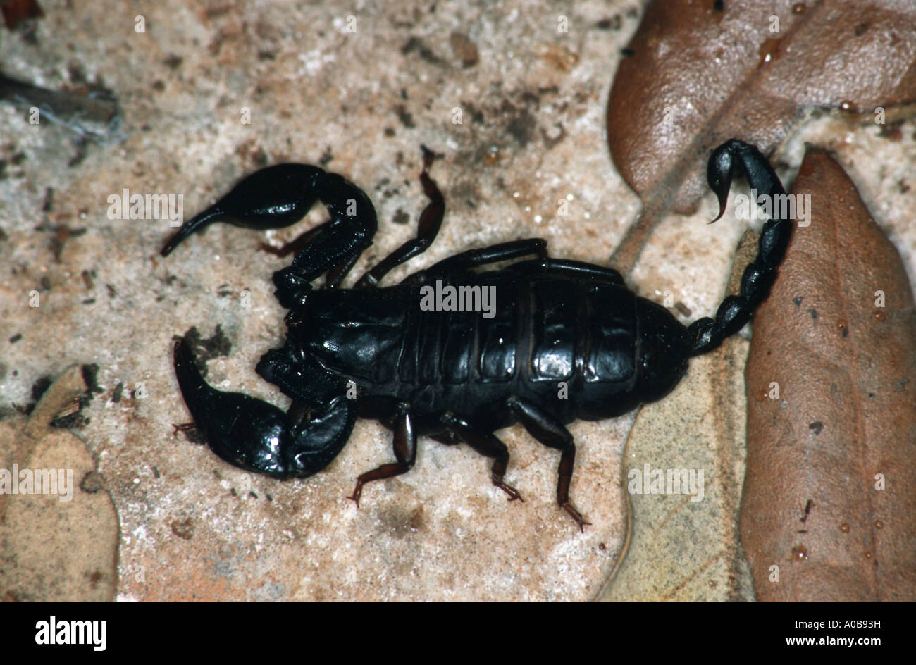 Italian scorpion hi-res stock photography and images - Alamy
