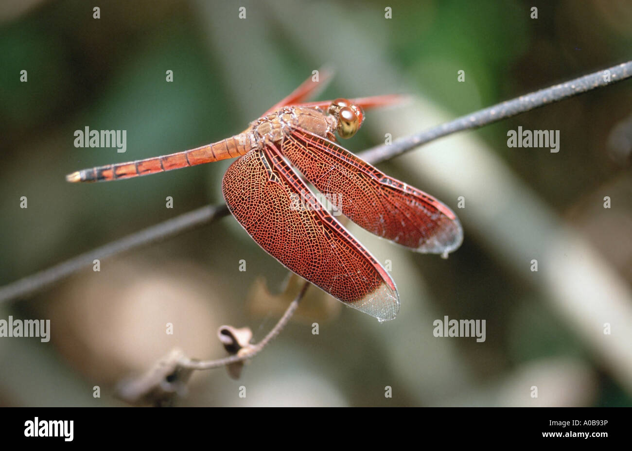 Neurobasis chinensis hi-res stock photography and images - Alamy
