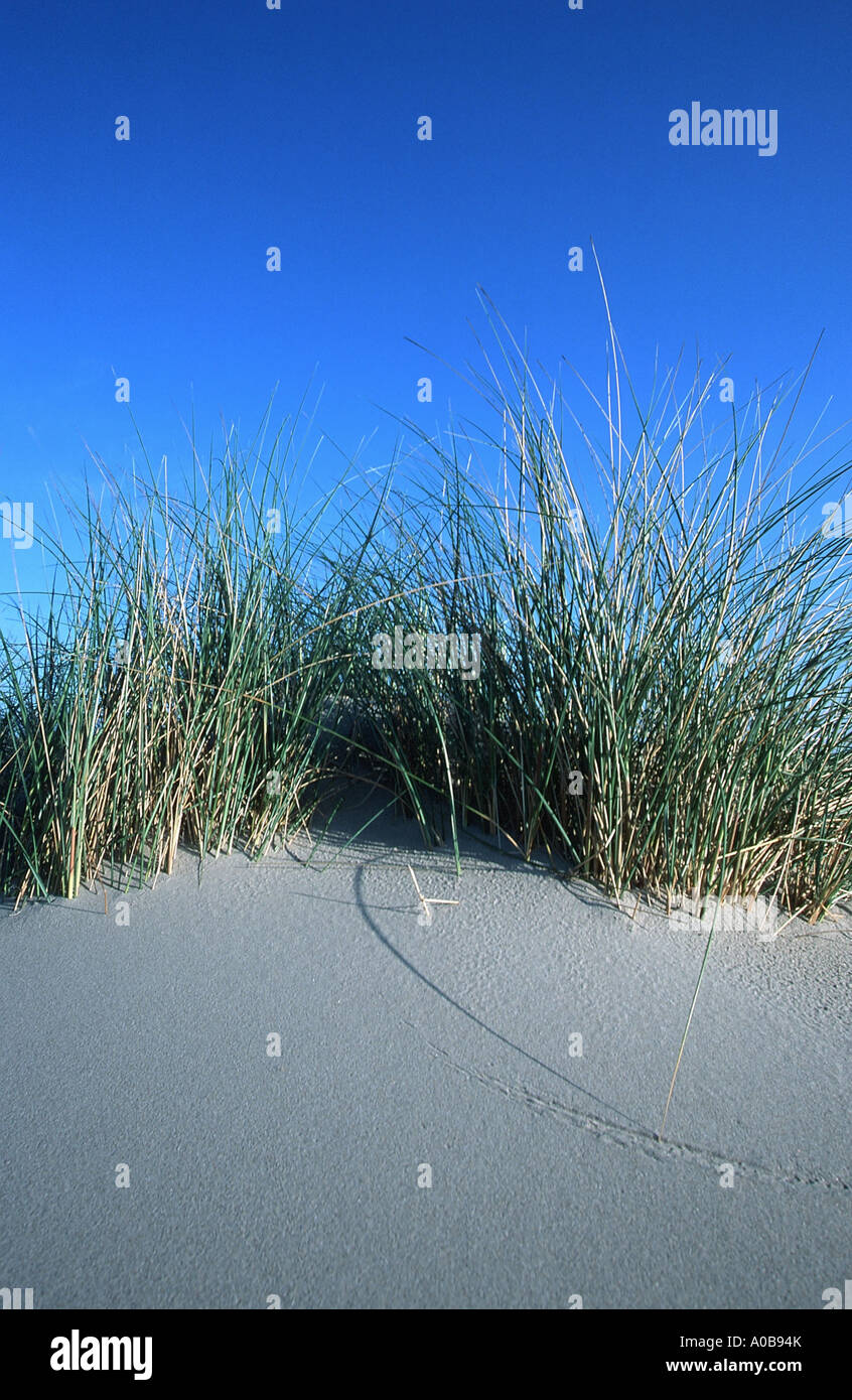 Netherlands sand dune hi-res stock photography and images - Alamy