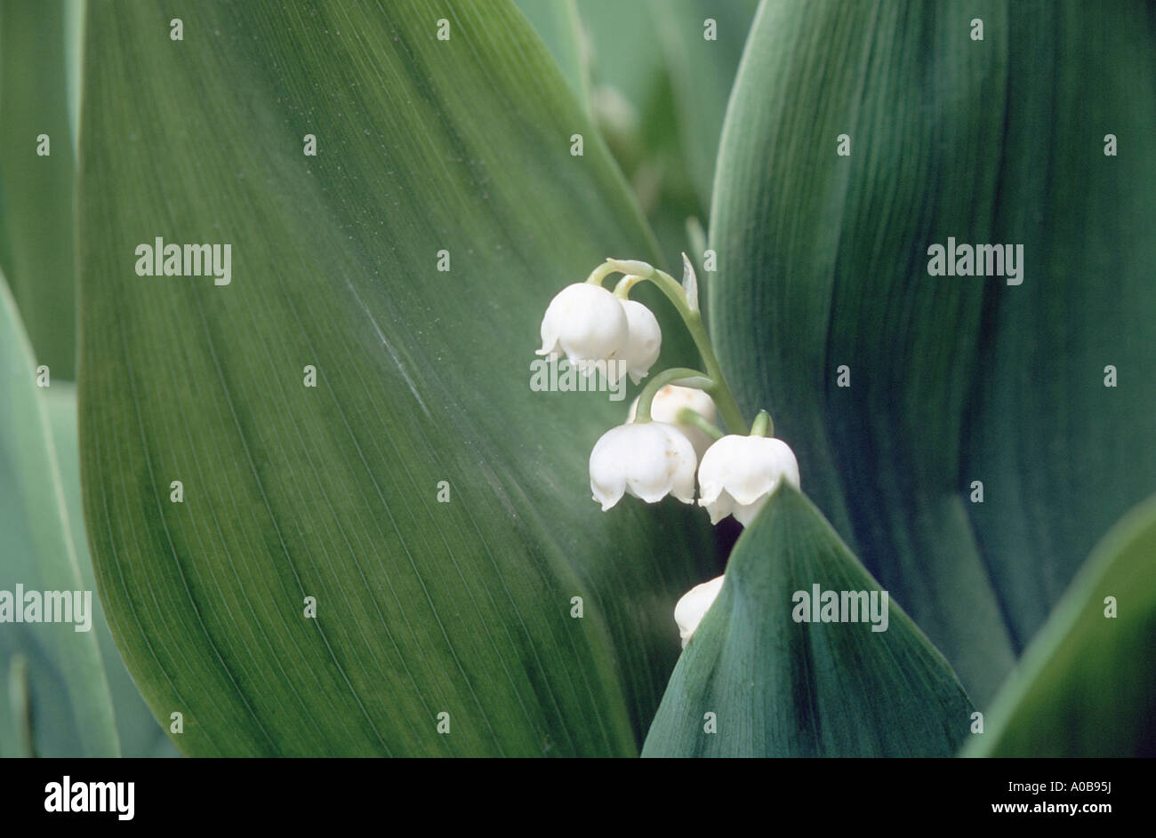 European lily-of-the-valley (Convallaria majalis), blooming, Germany ...