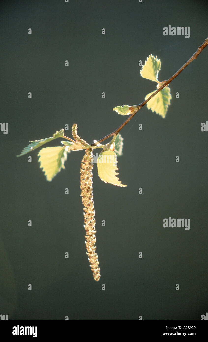 common birch, silver birch, European white birch, white birch (Betula ...